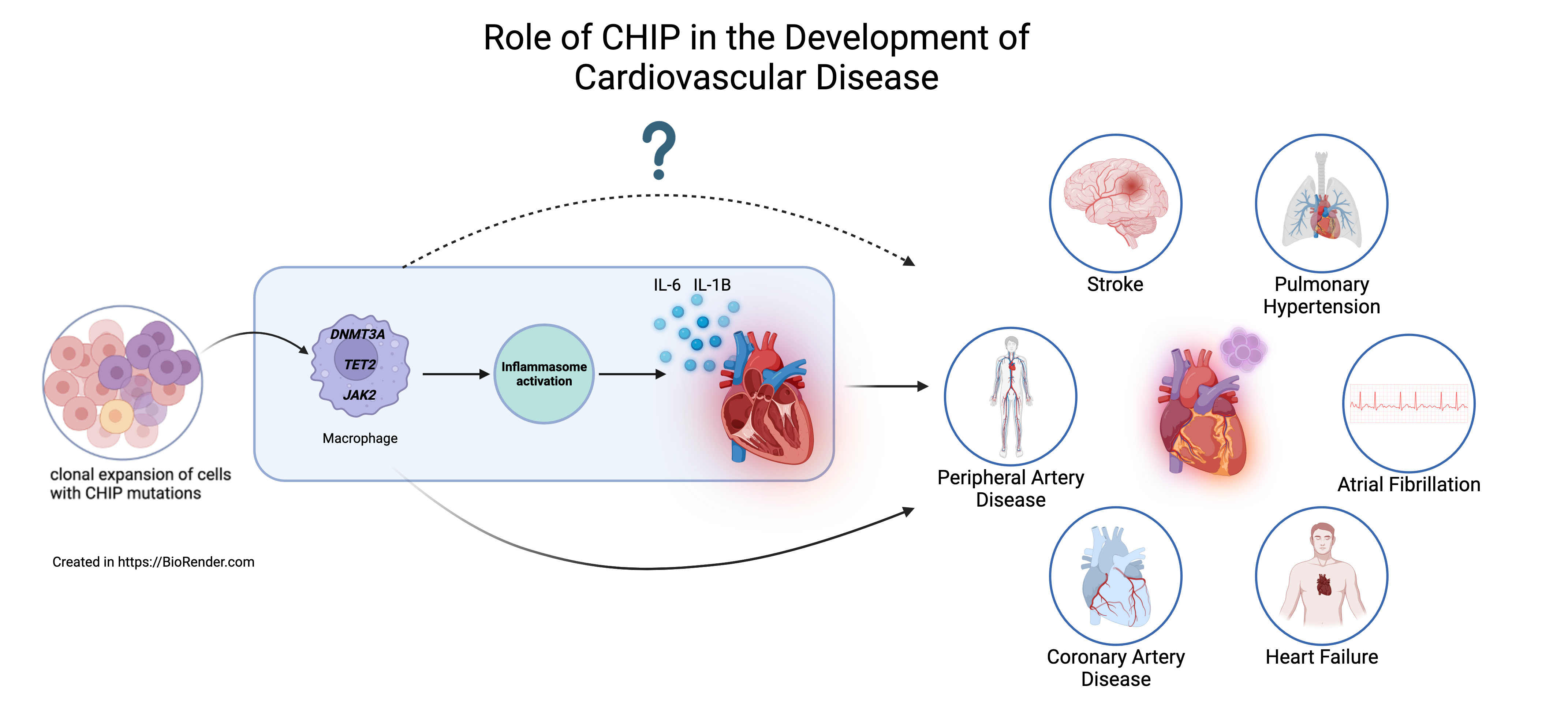 Clonal Hematopoiesis of Indeterminate Potential (CHIP) Center | UCSF ...